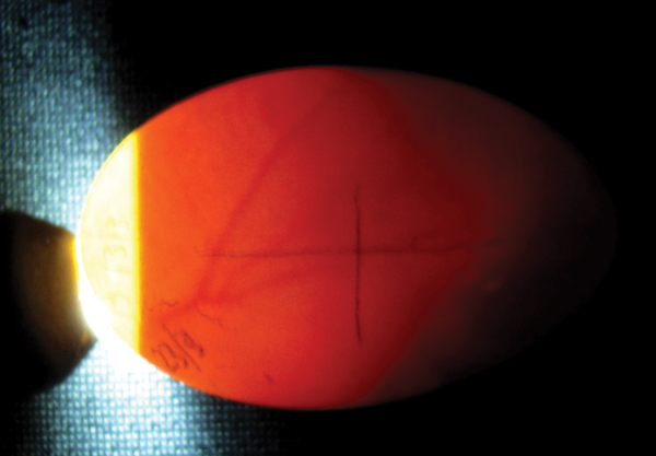 Candling Eggs and Advanced Techniques for Artificial Incubation and ...